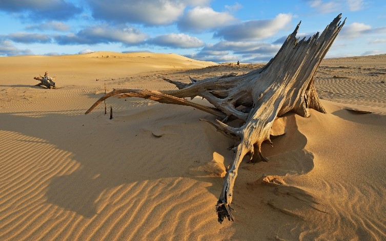 Michigan’s Silver Lake Sand Dunes: A Desert Delight at the Heart of the ...