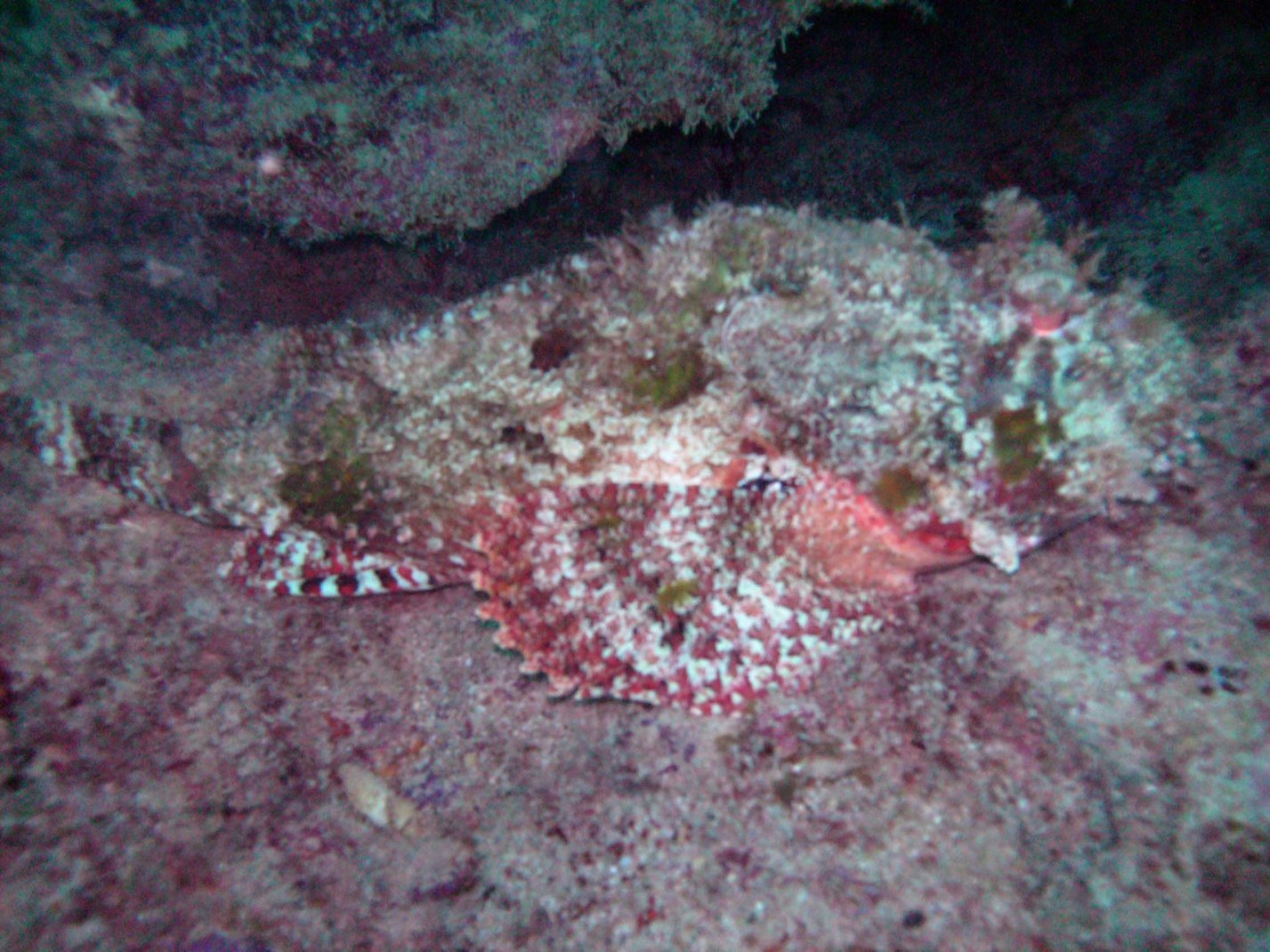 It's time for a night dive! | Monterey Boats