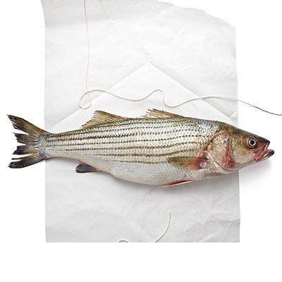 How to Fillet a Fish | Monterey Boats