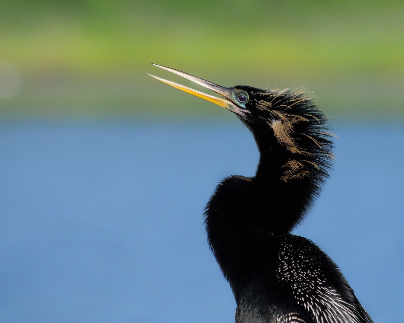 This Thanksgiving, Get To Know The Water Turkey (AKA Anhinga ...