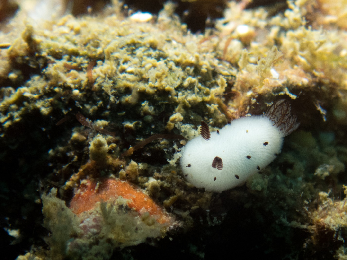 This Easter, Get To Know The Sea Bunny Slug | Monterey Boats