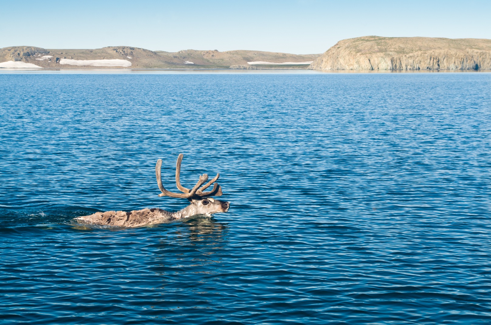 Do Reindeer Swim, Too? | Monterey Boats