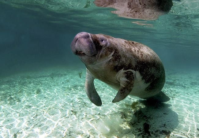Manatees - Florida's Gentle Giants | Monterey Boats